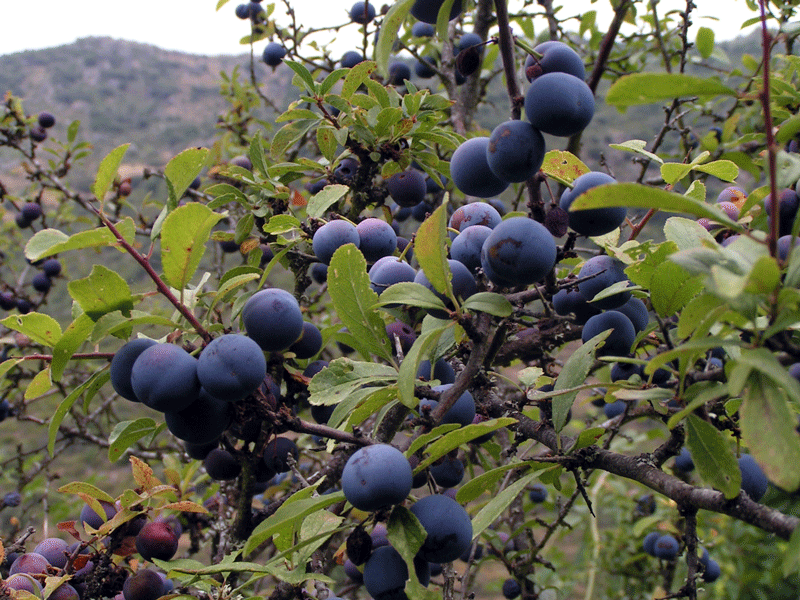 Vegetación en los Montes de Toledo: ENDRINO-PRUNUS SPINOSA