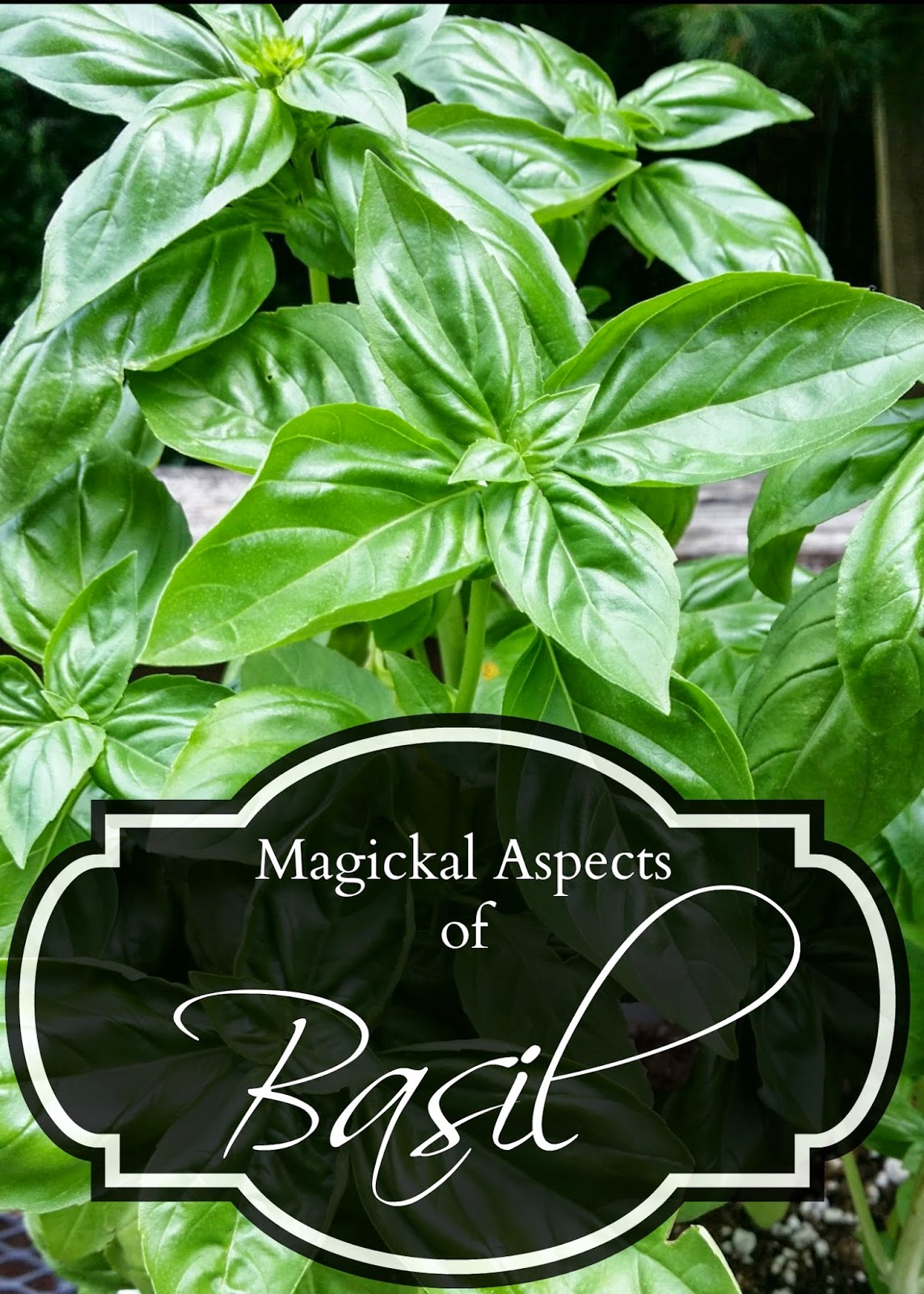 The Magick Kitchen: Magickal Aspects of Basil