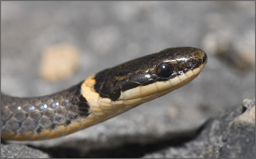 Explorations of an Ecologist: The snakes of Ontario - part 4