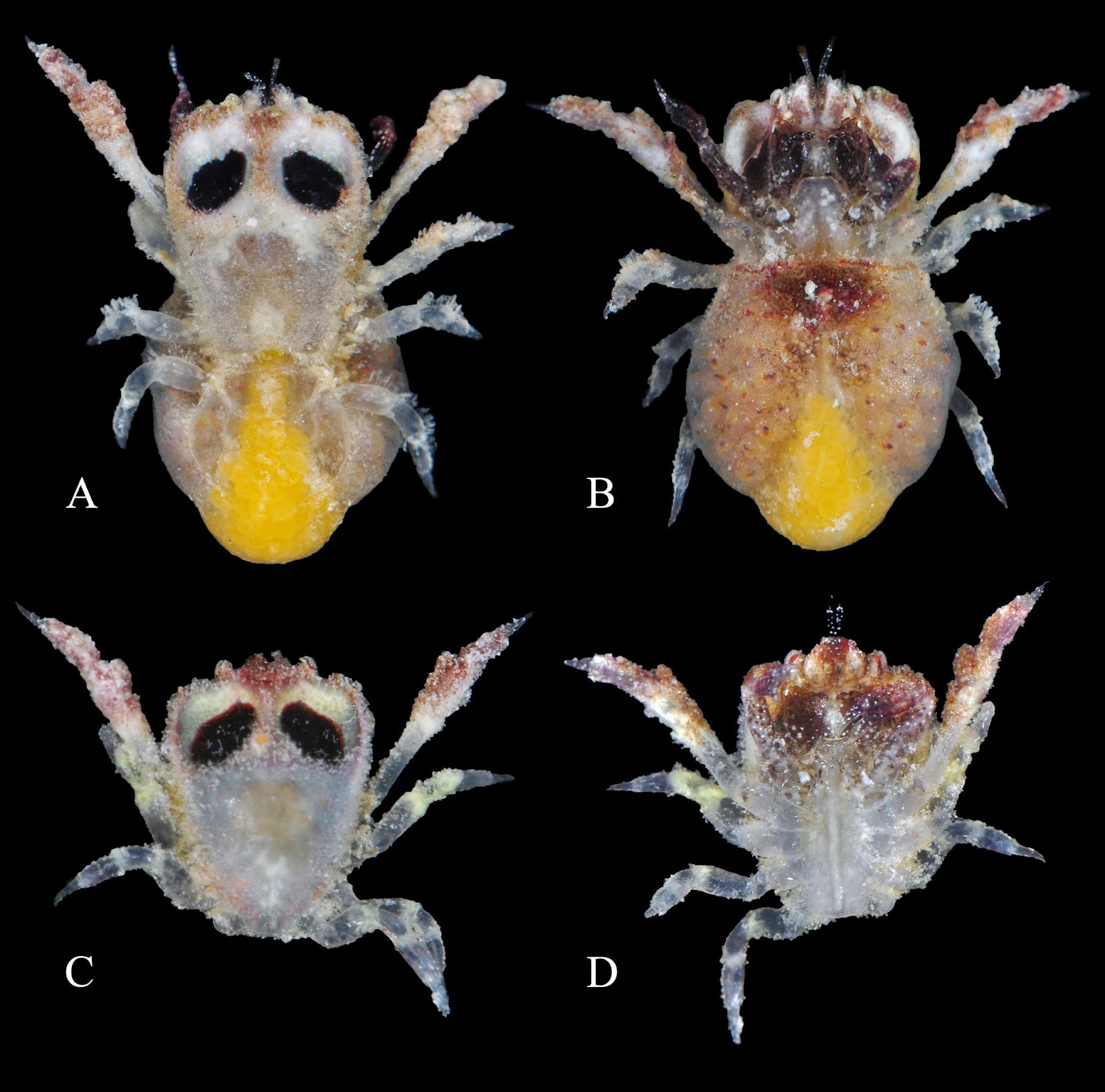 Sciency Thoughts: Fizesereneia panda, a new species of Gall Crab from ...