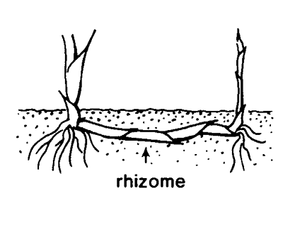 rhizomes... | practisepractice