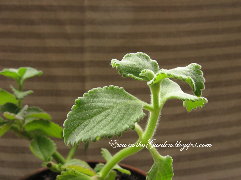 Ewa in the Garden: Lemon balm, mint or something else? Your help needed...