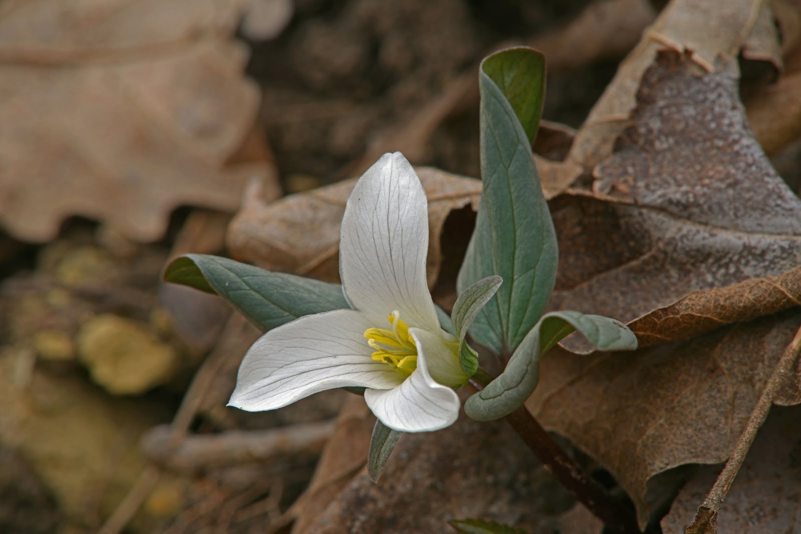 Indiana Plant A Day: Snow Trillium