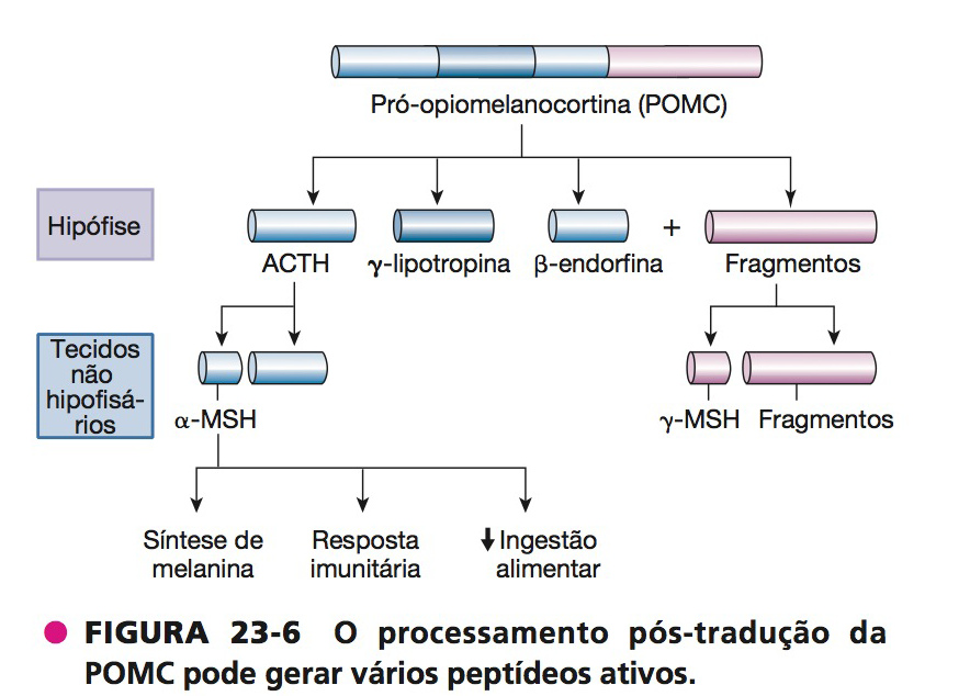 O processamento pós-tradução da POMC pode gerar vários peptídeos ativos