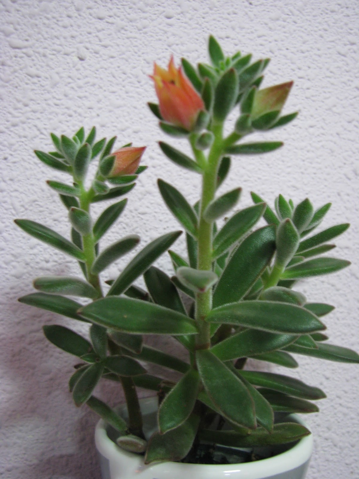 Benito e Fiori: 2011 02 12 - Succulent with orange flowers