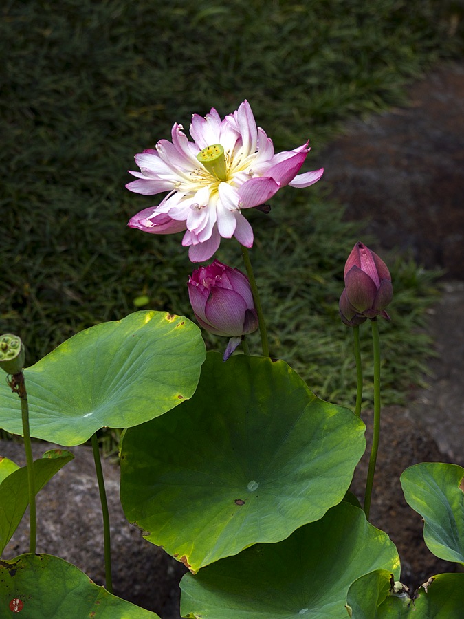FROM THE GARDEN OF ZEN: A sacred lotus flower in Hase-dera