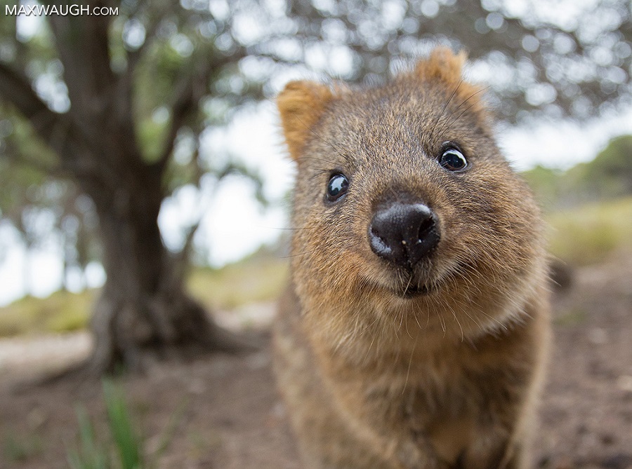 TVL: ANIMAL DA SEMANA - Quokka