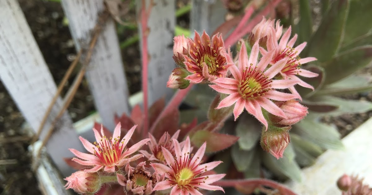Boise Daily Photo: Hens and Chicks in Bloom