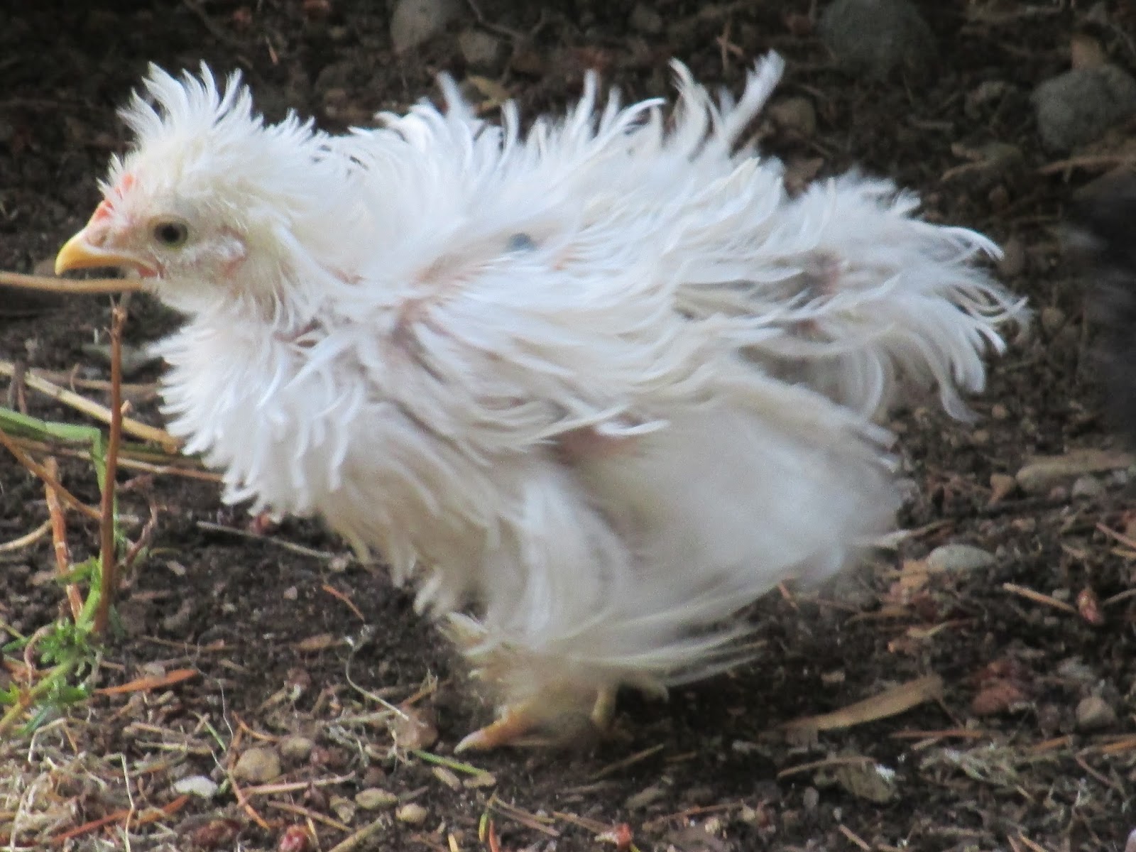 Just Chickens...: Frizzles & Sizzles