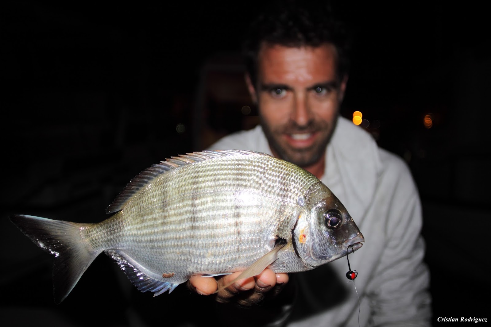 SPINNING, CAPTURA Y SUELTA: Sargos a rockfishing
