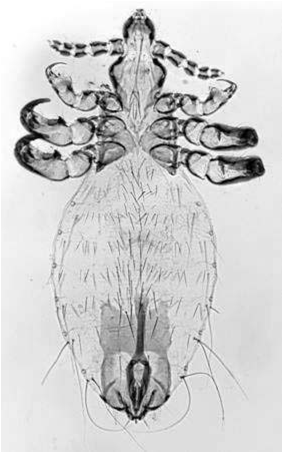 PULGAS Y PIOJOS: Piojos de ovejas y cabros.