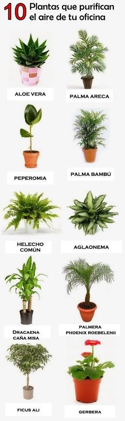 Importancia de las Plantas para el Medio Ambiente y el Ser Humano