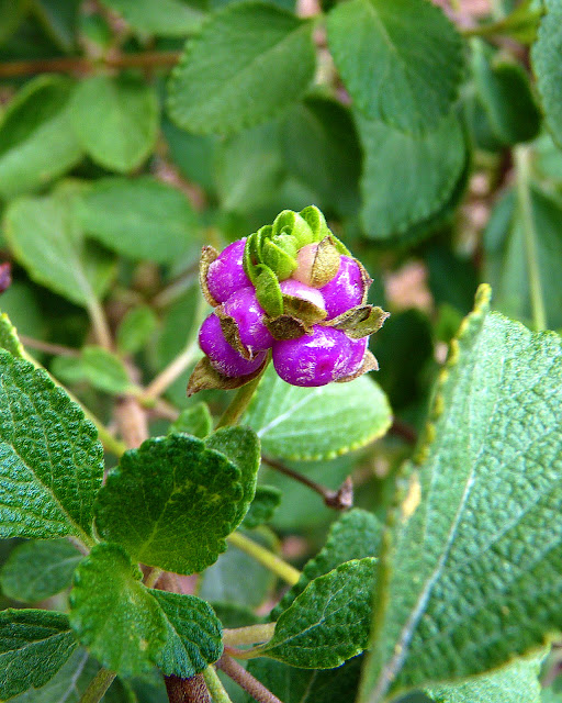 My Florida Backyard: Hot Button