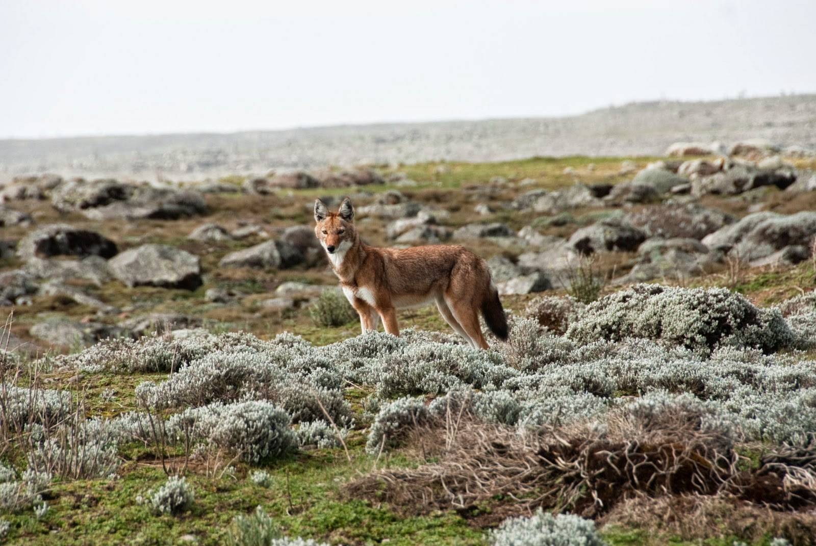 Semien Fox: Ethiopian Red Fox