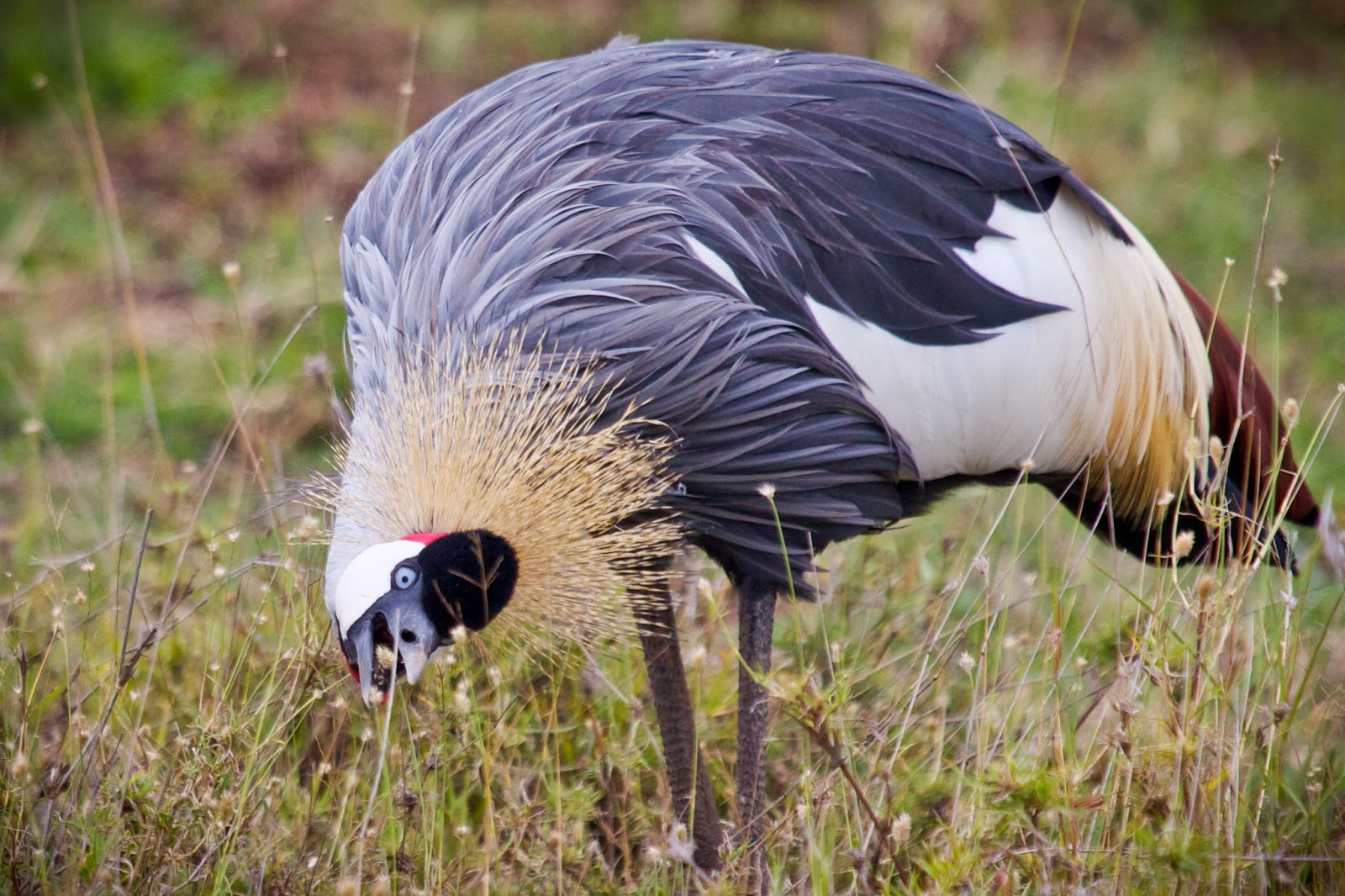 Feather Tailed Stories: Grey Crowned-crane (Africa Series)