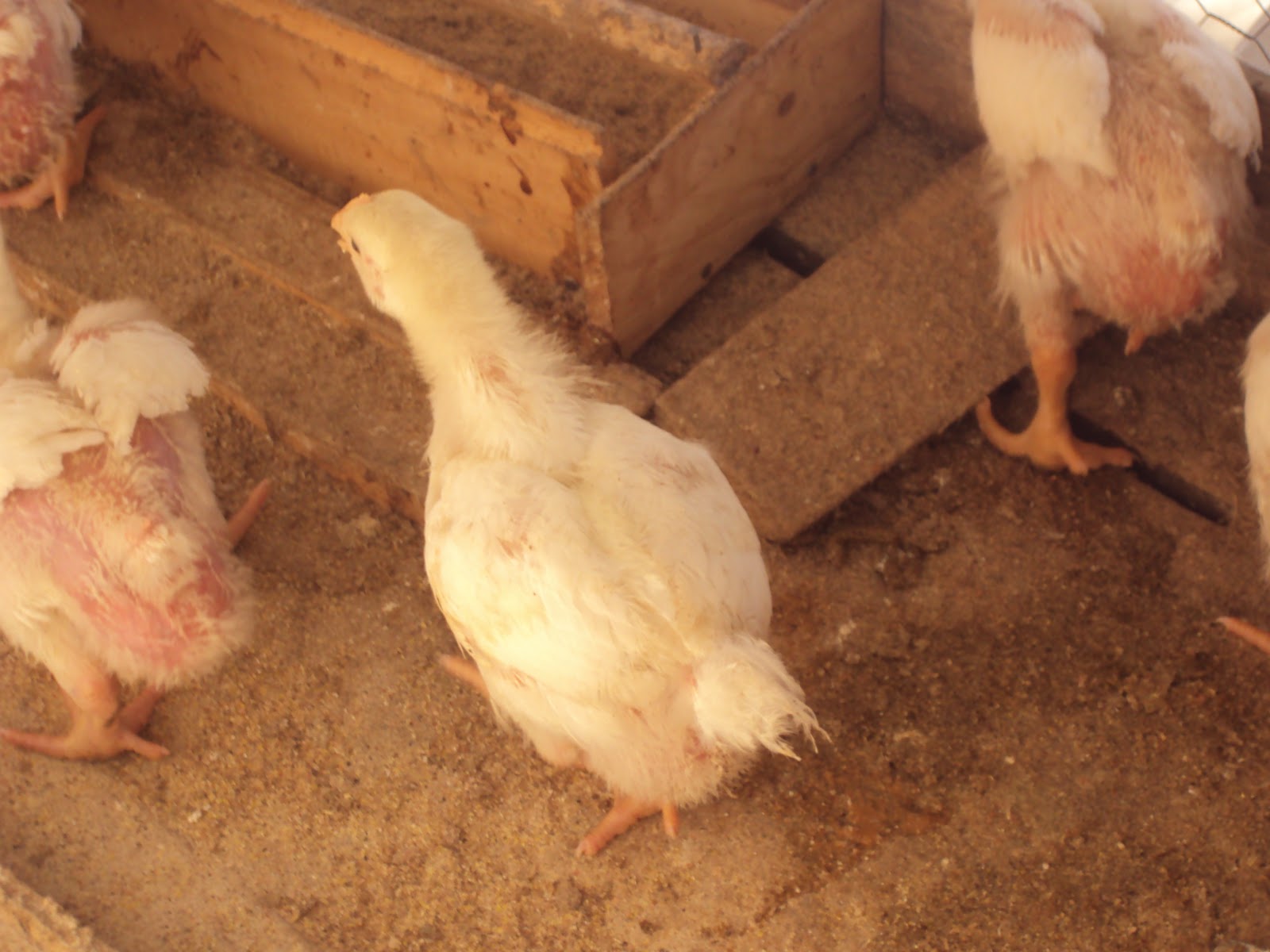 criadero de pollos broiler los coipos