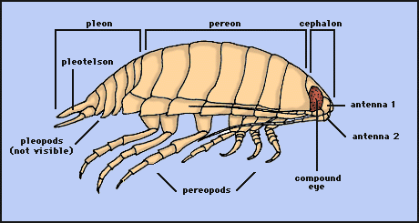 Montclair High School Bio Blog: Pillbugs vs. Sowbugs. . .Which Do You ...