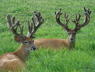 Gambar Rusa | Kumpulan Gambar