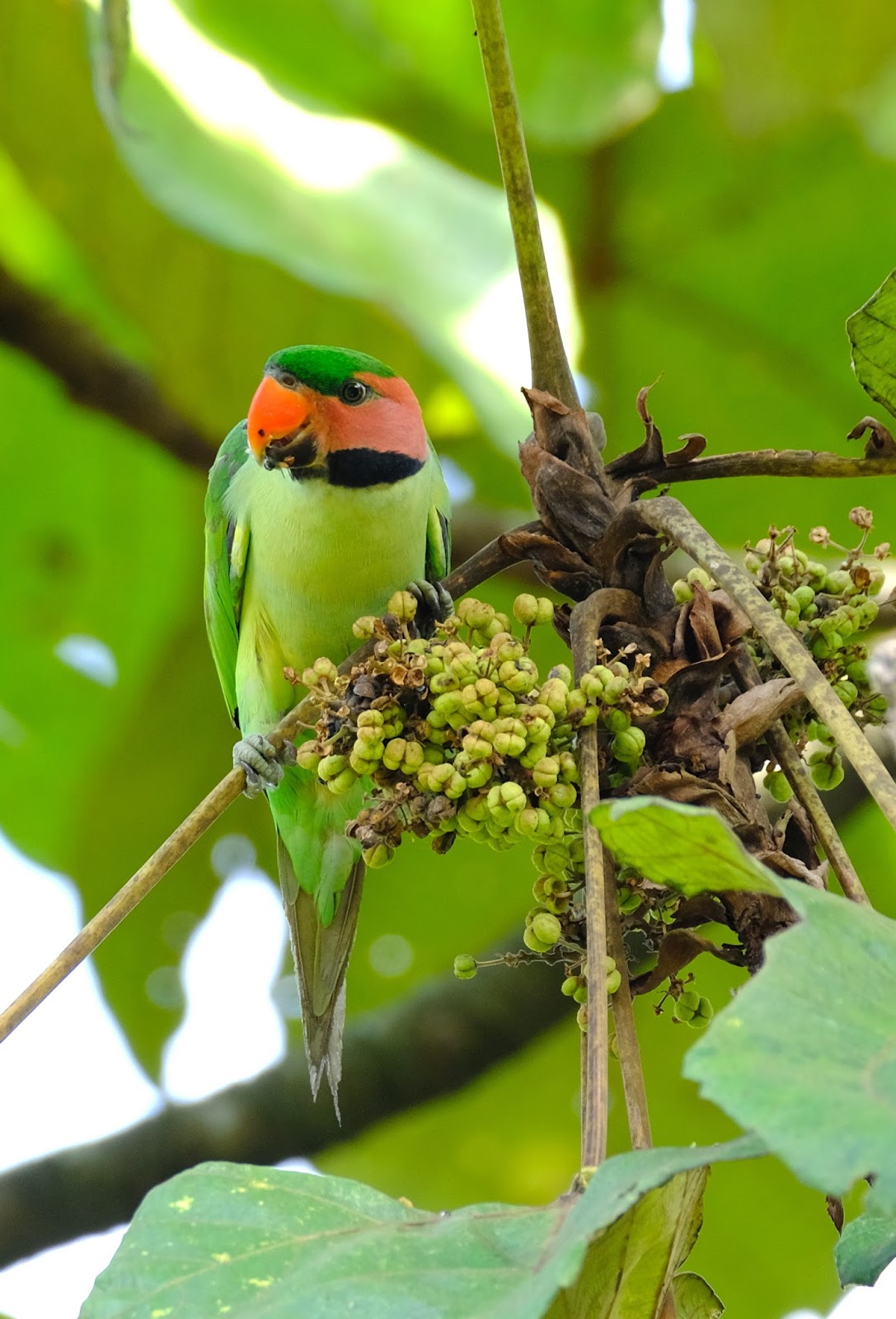 Mike is the name Birding is the game ( Birding in Malaysia - Malaysian ...