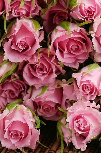 The Fragrant Journey: Annick Goutal's Rose Perfumes