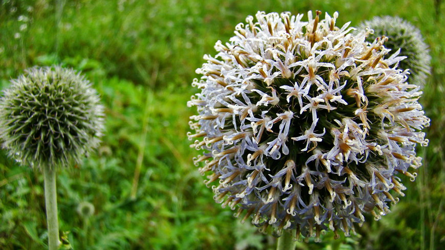 NATURE and TRAVEL: Przegorzan kulisty-polska Strychnina C21H22N2O2