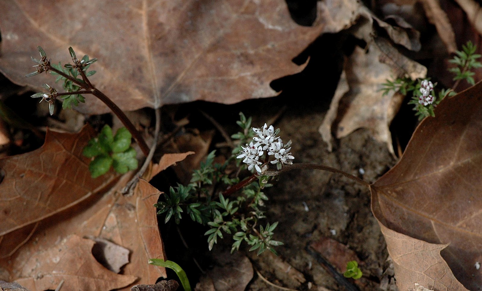 Field Biology in Southeastern Ohio: Hibernation Is Over!