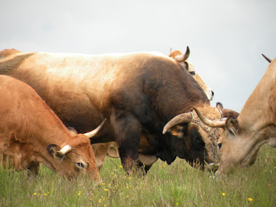 Vachement belles: Taureau et vaches aubracs