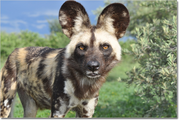 I, too, am here: Africa's Painted Dog