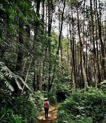 Hutan Pinus Curug badak & Curug Hanoman Tasikmalaya - Tasikplaza