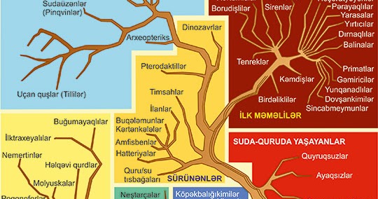 Canlılar aləmi: Heyvanlar aləminin təkamülü