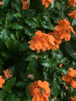 Crossandra undulaefolia | Pustaka Flora | Database Tanaman Landscape