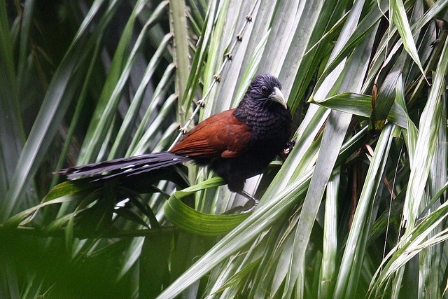 Sri Lankan Endemic Birds: Lanka Bata Etikukula - The Green Billed ...
