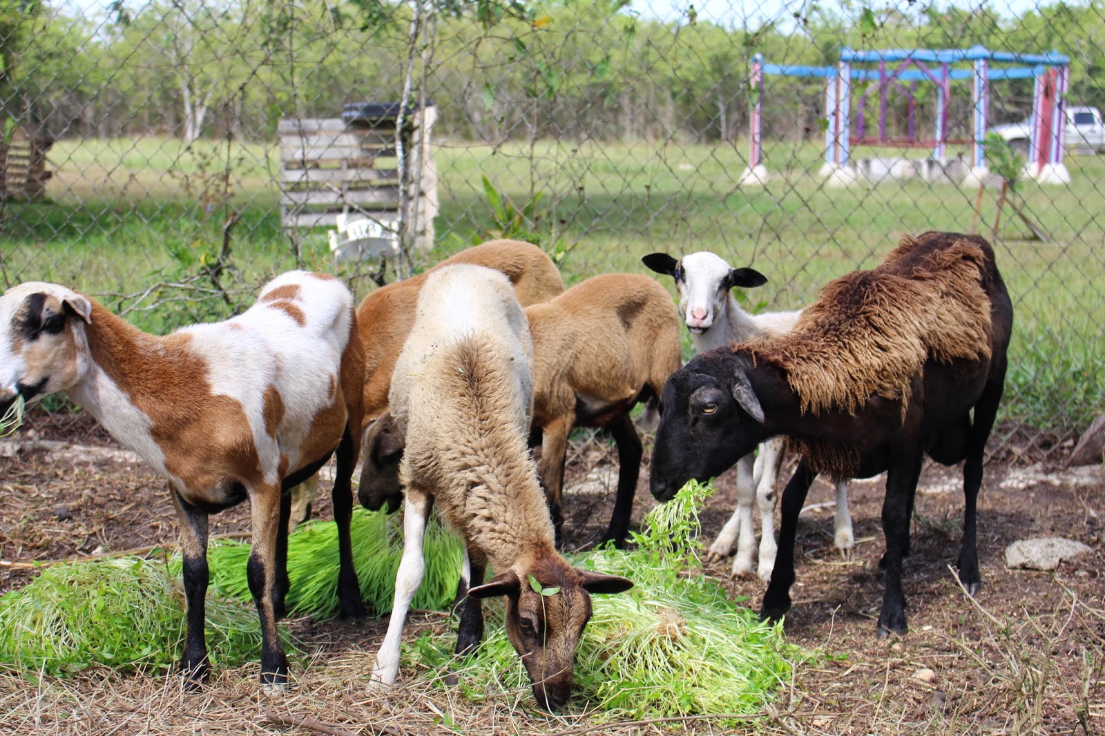 Paige's Of Belize: Ba Ba Black Sheep, Have You Any Wool???