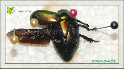 Montaje didáctico de Insectos - Biomavoelger