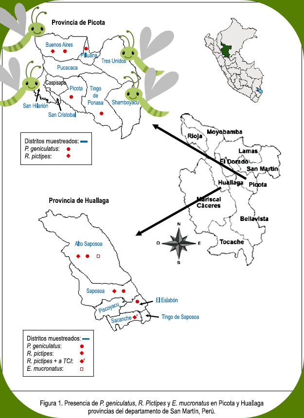 LA PROVINCIA DE PICOTA ~ Renacer de un Nuevo Despertar