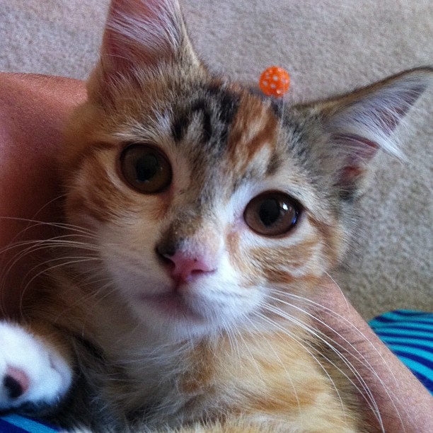 Life with Dylan: Happy Birthday Dylan ... Enjoy your pet tiger!