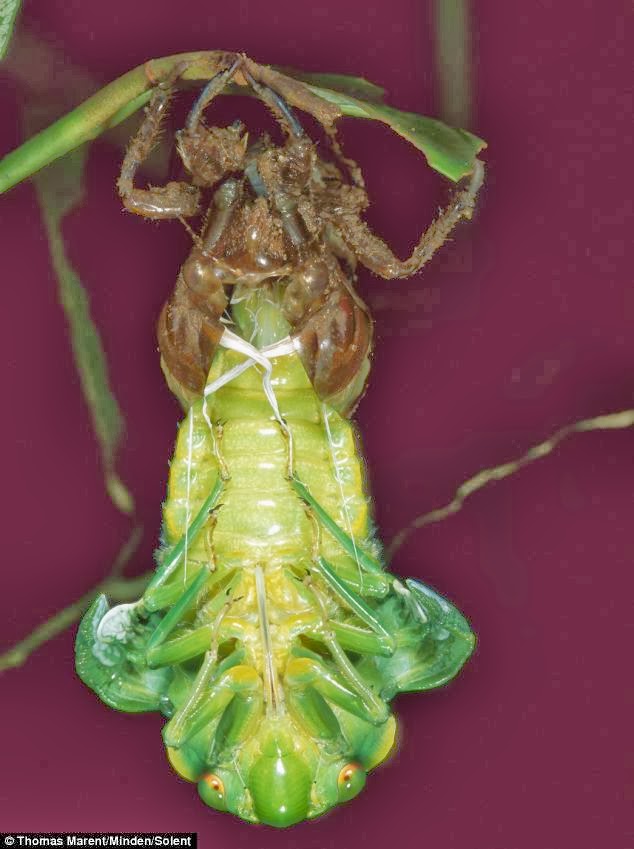 Creativity: See .. Photos of how amazing insect transformation into a ...