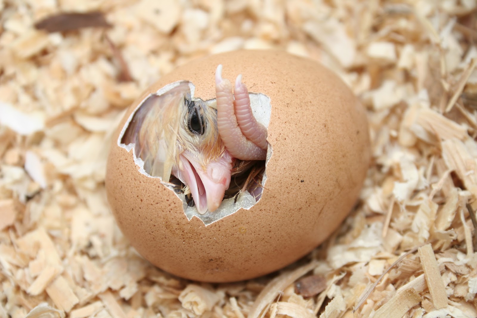 Kornerstone Farms: Baby Chick