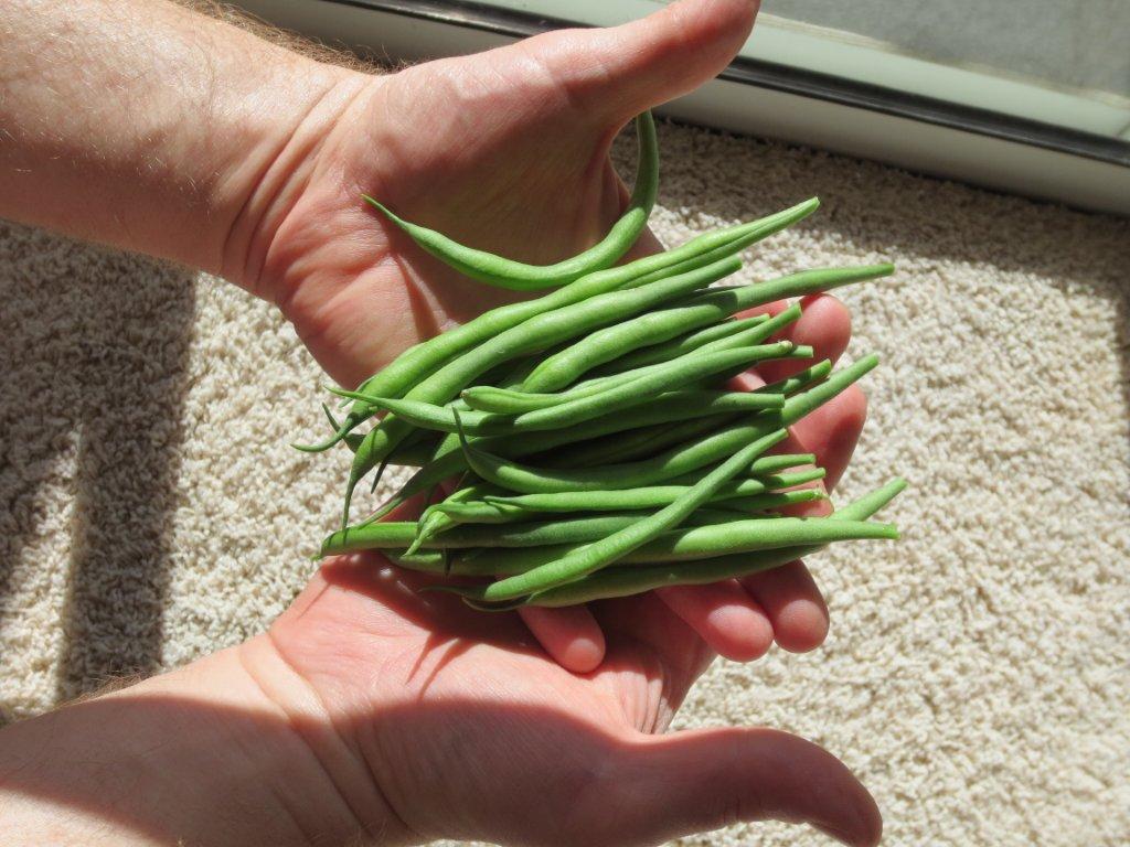 Crafty Mojo: Living Room String Beans - part deux