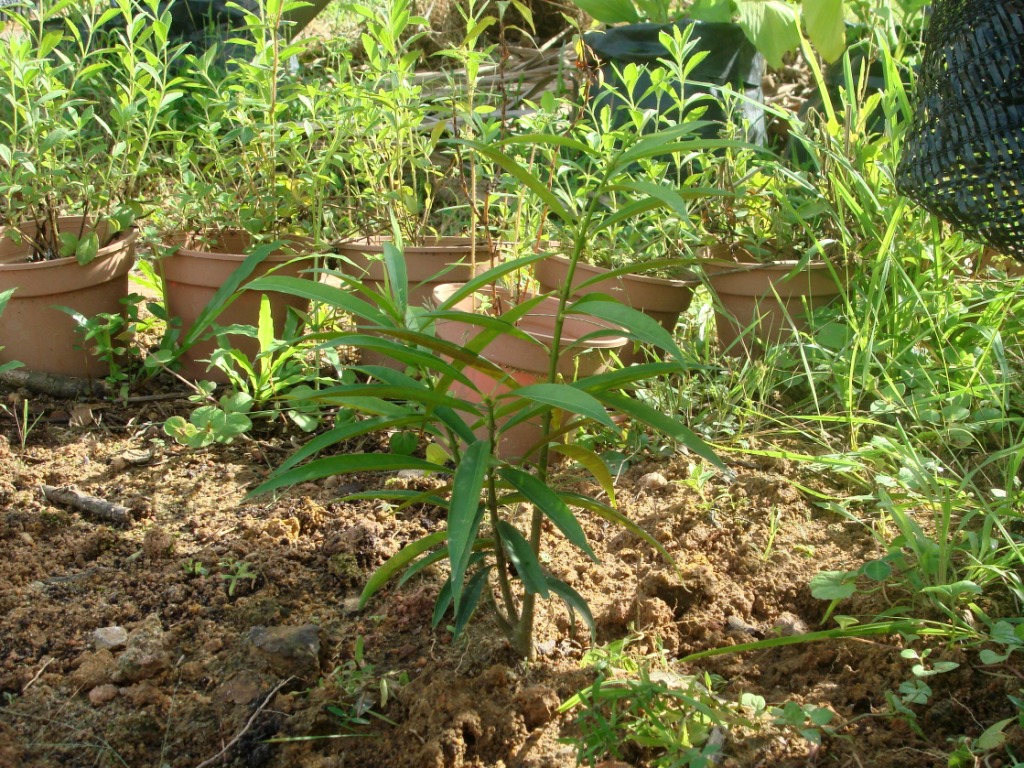 My little vegetable garden: Mahkota Dewa (Phaleria macrocarpa)
