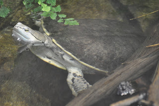 ZOOTOGRAFIANDO (6.096 ANIMALS): TORTUGA CABEZA DE SAPO DE HILARY ...