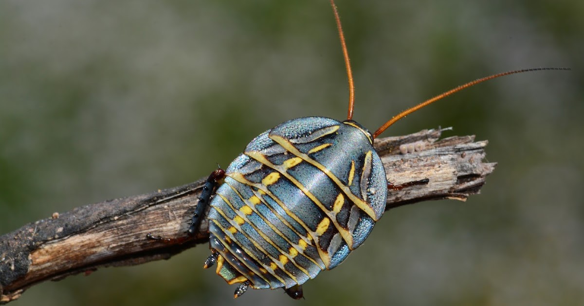 The Insect Diary: Native Cockroaches of Australia