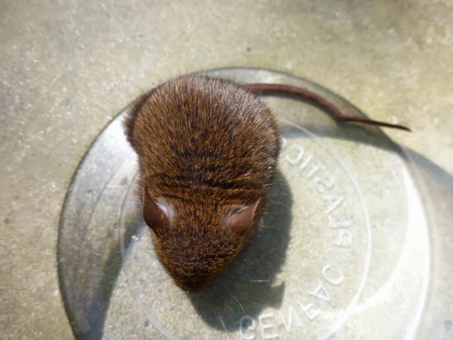 A doctor's journey ...: Vale Fatso the Warfarin-resistant mouse