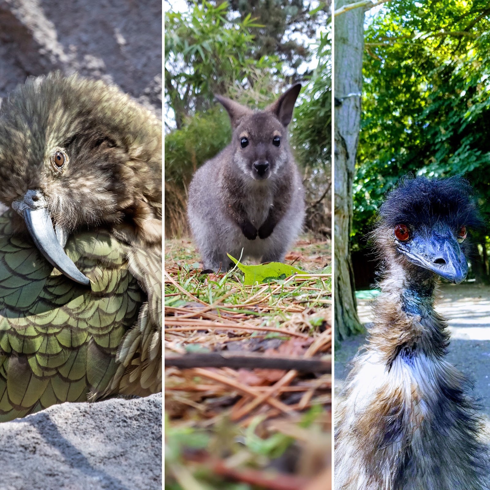 Keeper Spotlight with Amanda and Tree Kangaroos