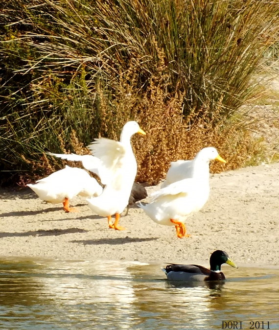 Pasea Menorca: Vida animal en Son Bou