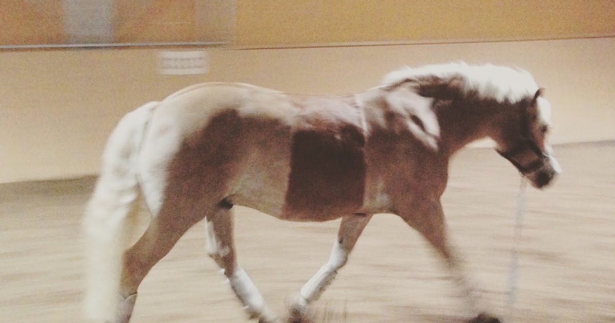 The Essentials: Your Horse's Well-being - Dressage Hafl