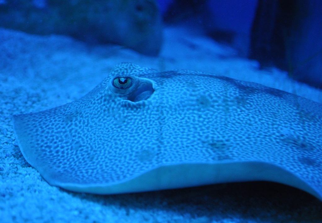 ZOOTOGRAFIANDO (6.100 ANIMALS): RAYA REDONDA (Urobatis halleri)