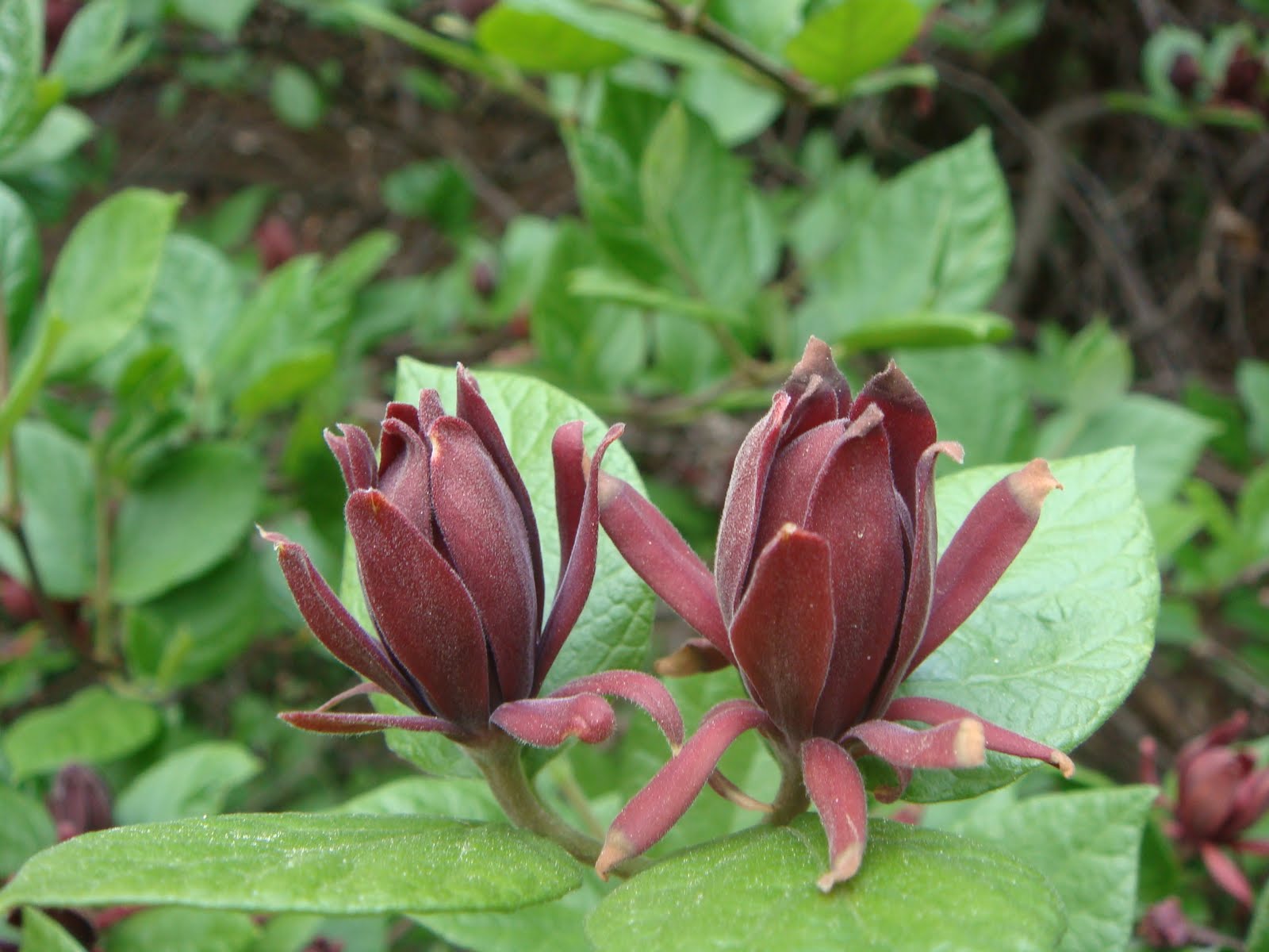 unbrivido: Calicantus ...