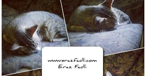 5 Fakta Menarik Tentang Kucing Part III - ERAZ FADLI