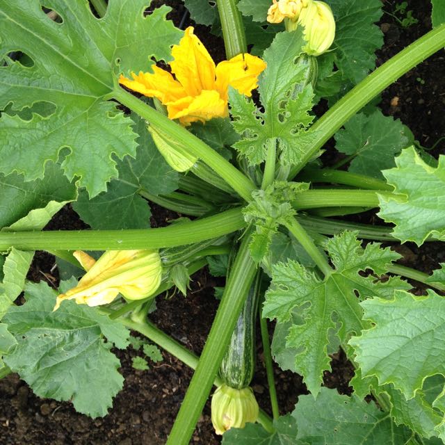 Saffron Strands: Courgettes for all